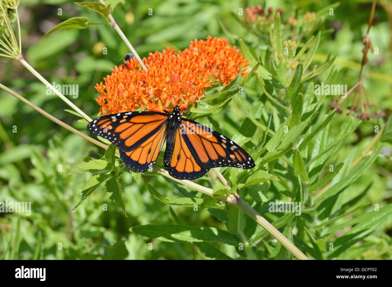 Monarch butterfly on milkweed Stock Photo - Alamy