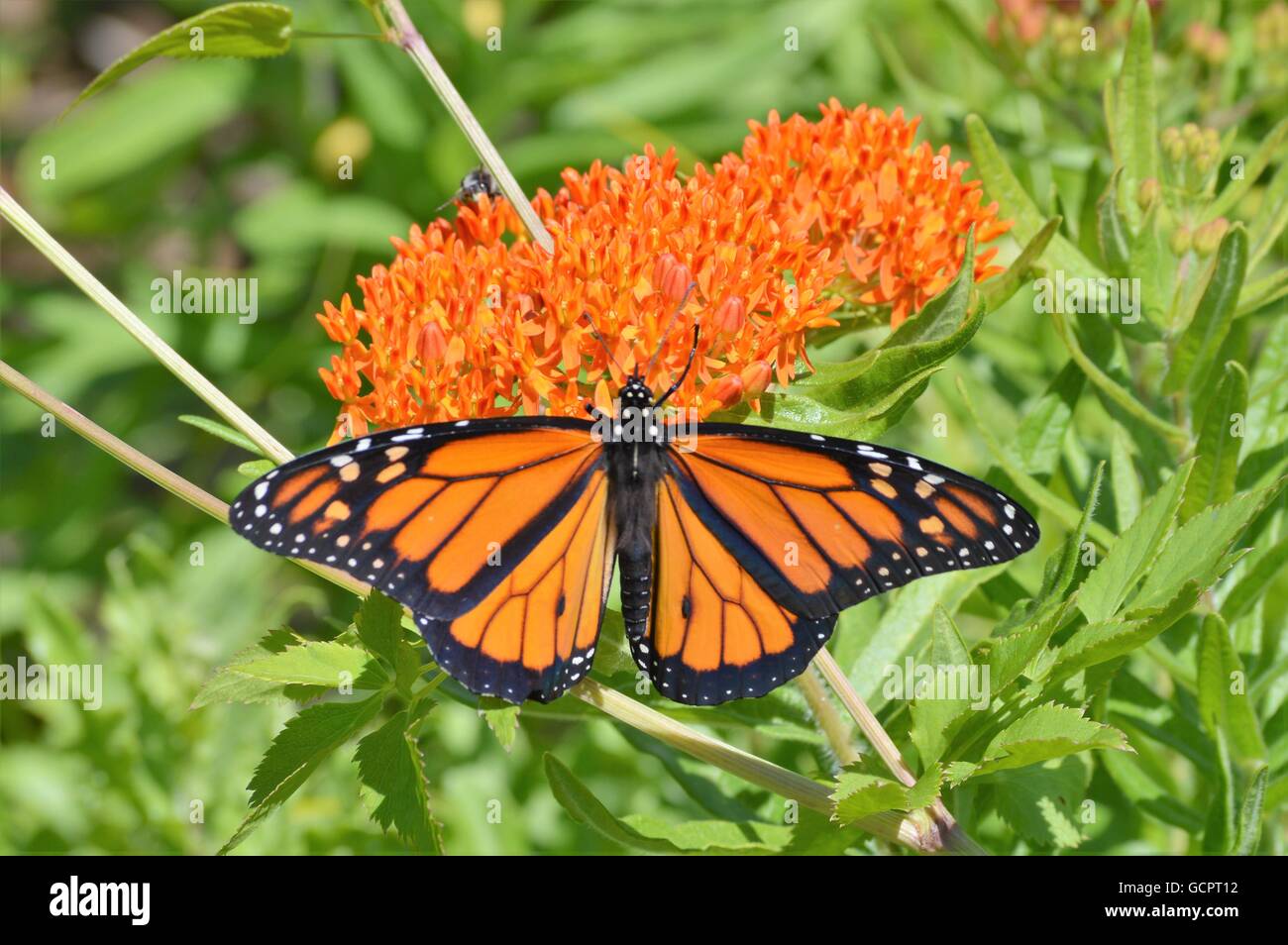 Monarch butterfly on milkweed Stock Photo - Alamy