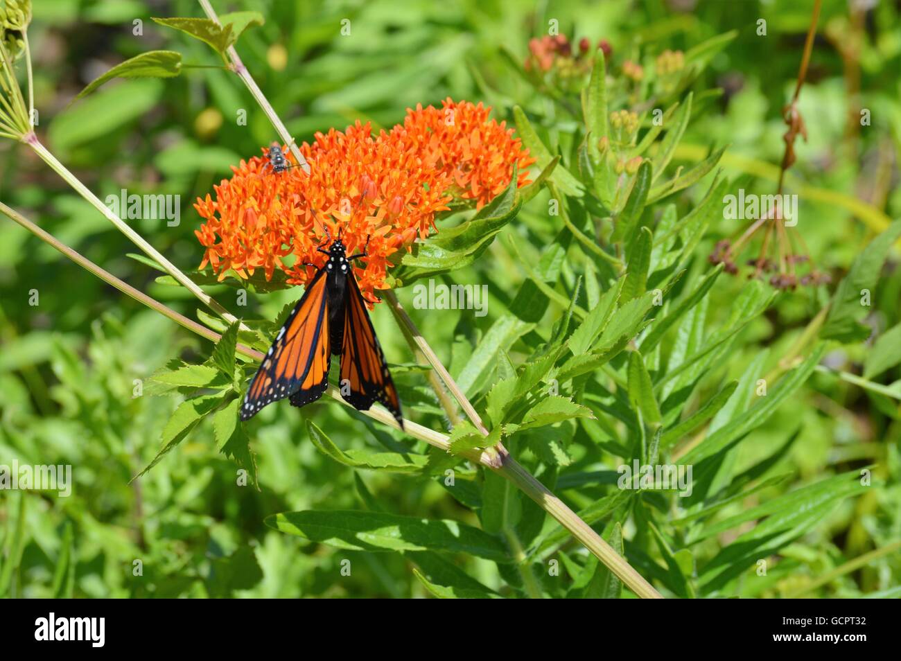 Monarch butterfly on milkweed Stock Photo - Alamy