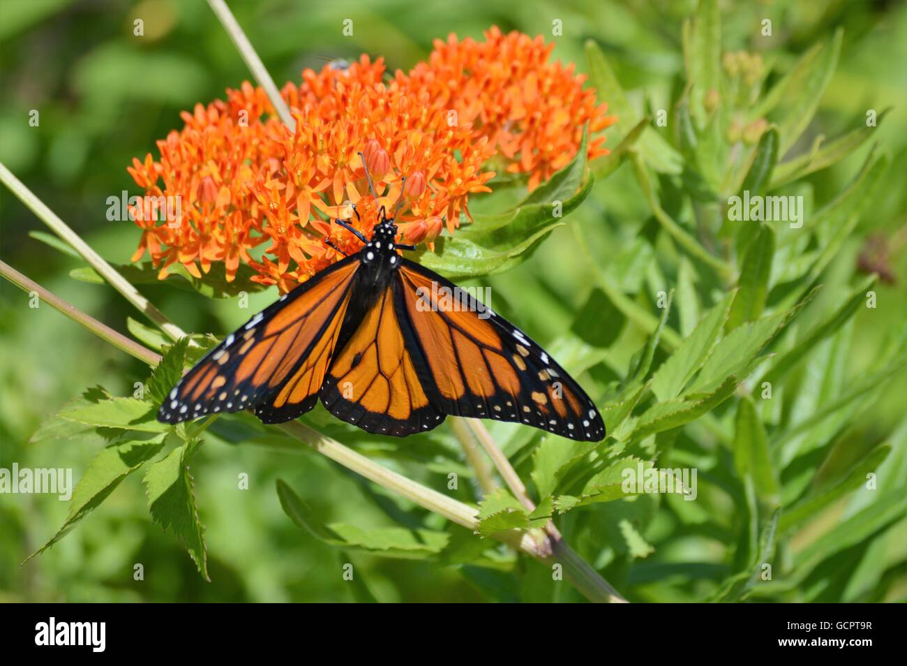Monarch butterfly on milkweed Stock Photo - Alamy