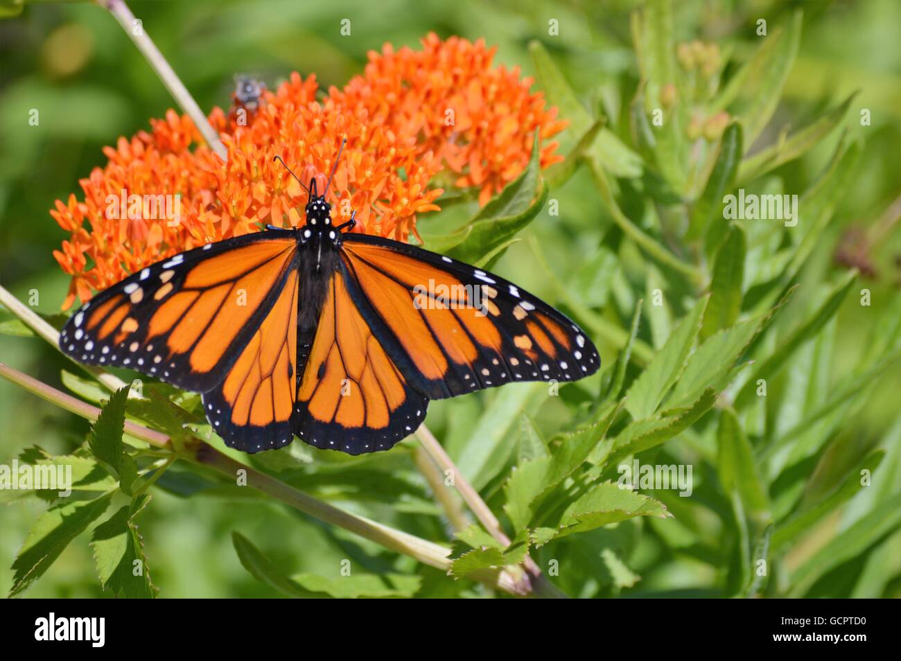 Monarch butterfly on milkweed Stock Photo - Alamy