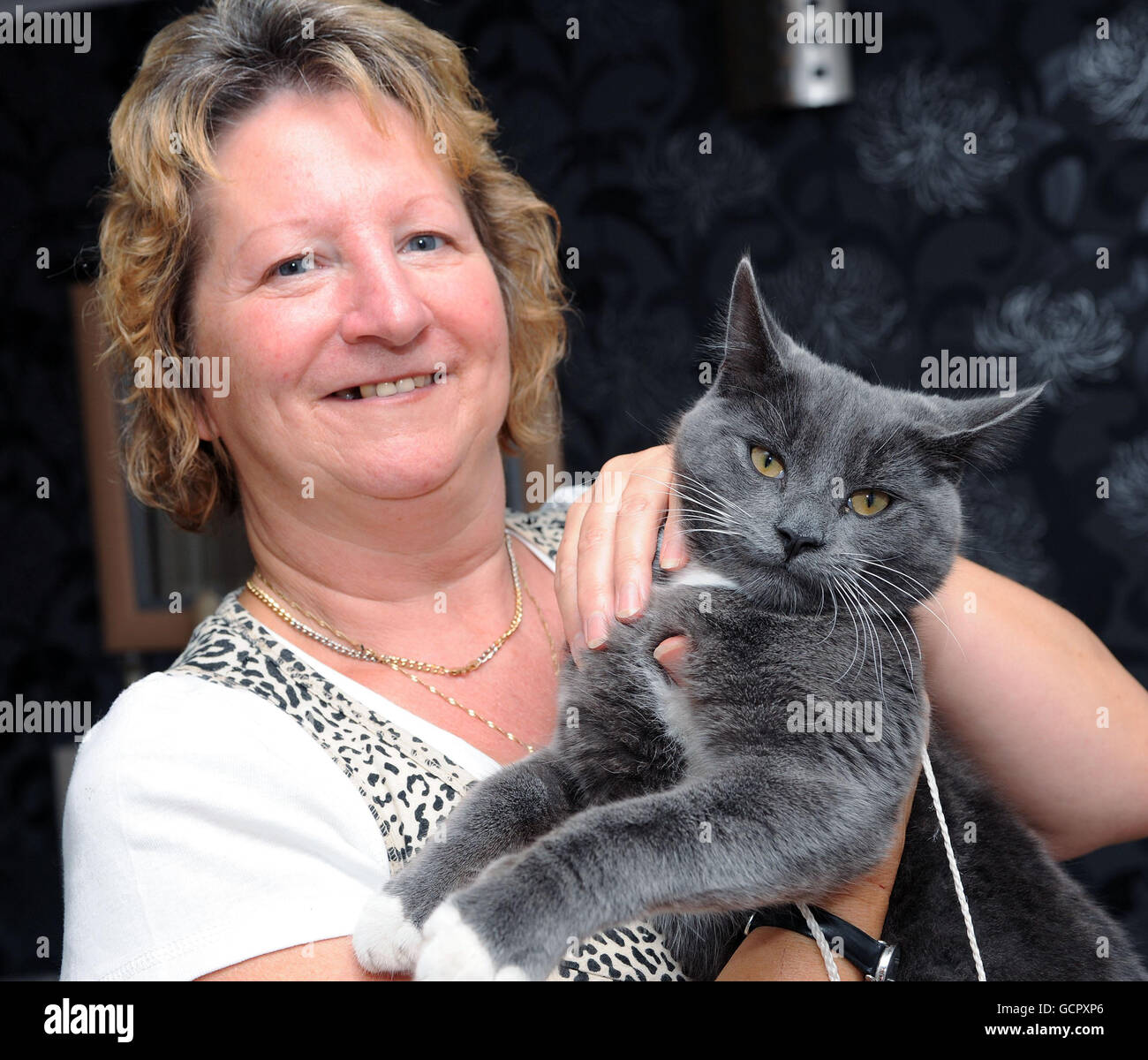 Five month old kitten hi-res stock photography and images - Alamy