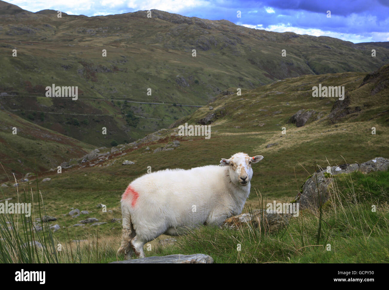 Sheep on Snowdonia Stock Photo - Alamy