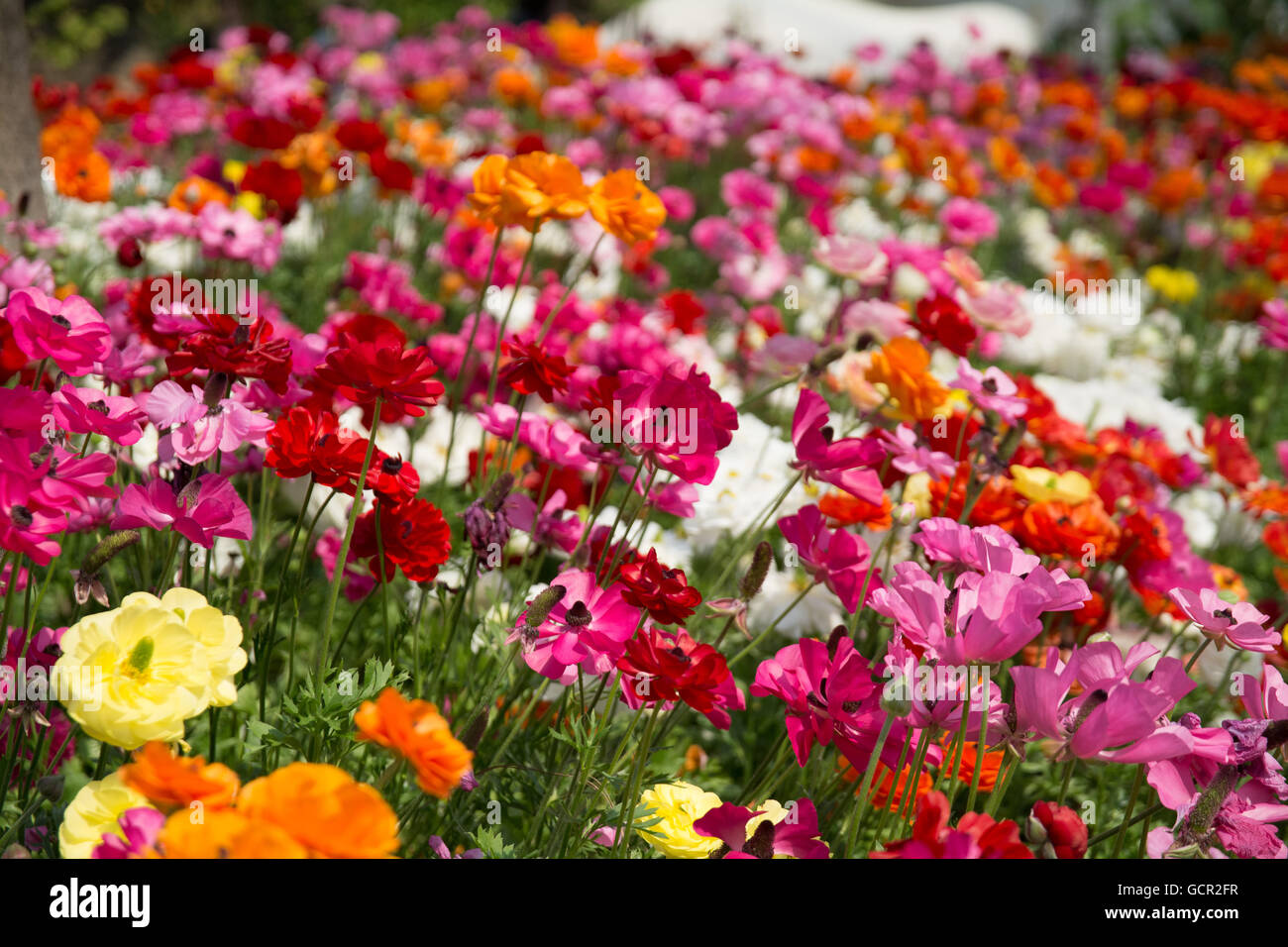 persian buttercup ranunculus asiaticus aviv series Stock Photo - Alamy