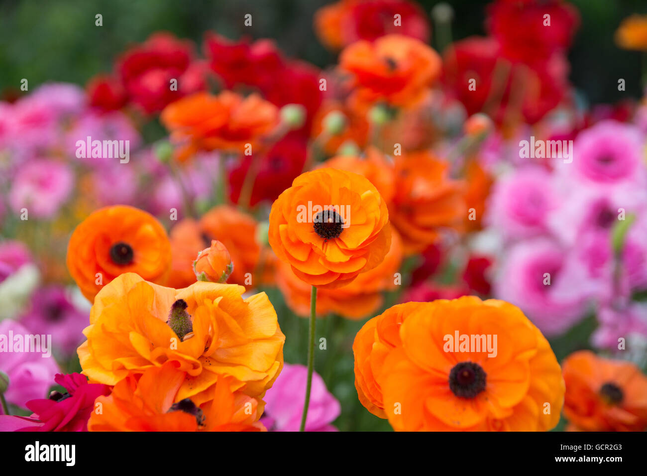 persian buttercup ranunculus asiaticus aviv series Stock Photo - Alamy