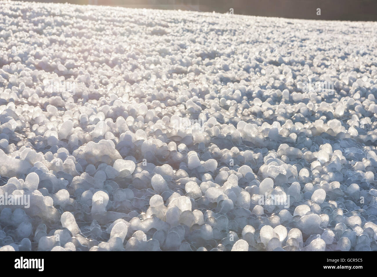 Little round icicles formed around grass leaves on the ground Stock ...