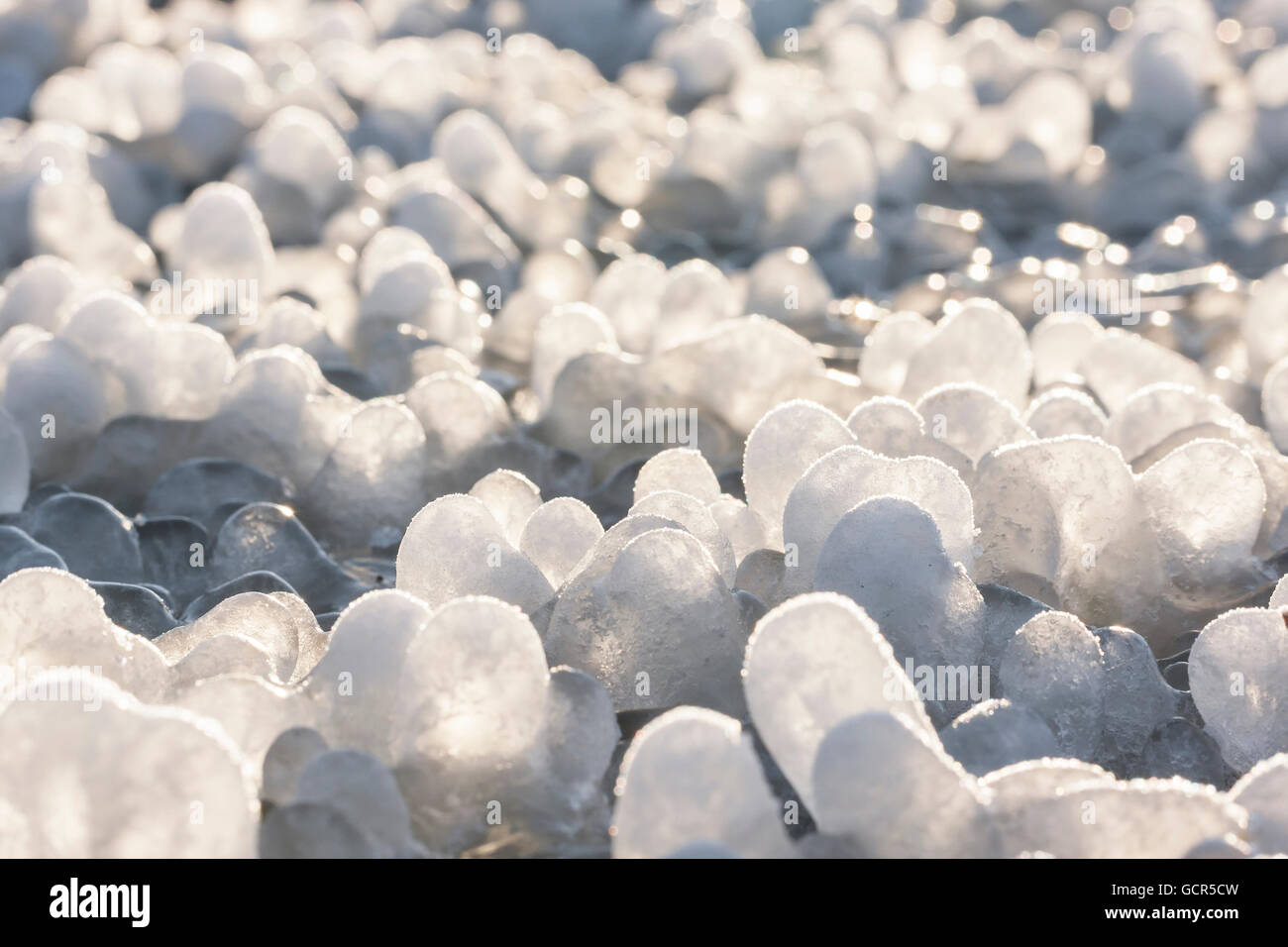 Little round icicles formed around grass leaves on the ground Stock ...