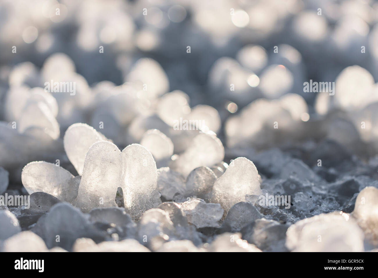 Little round icicles formed around grass leaves on the ground Stock ...