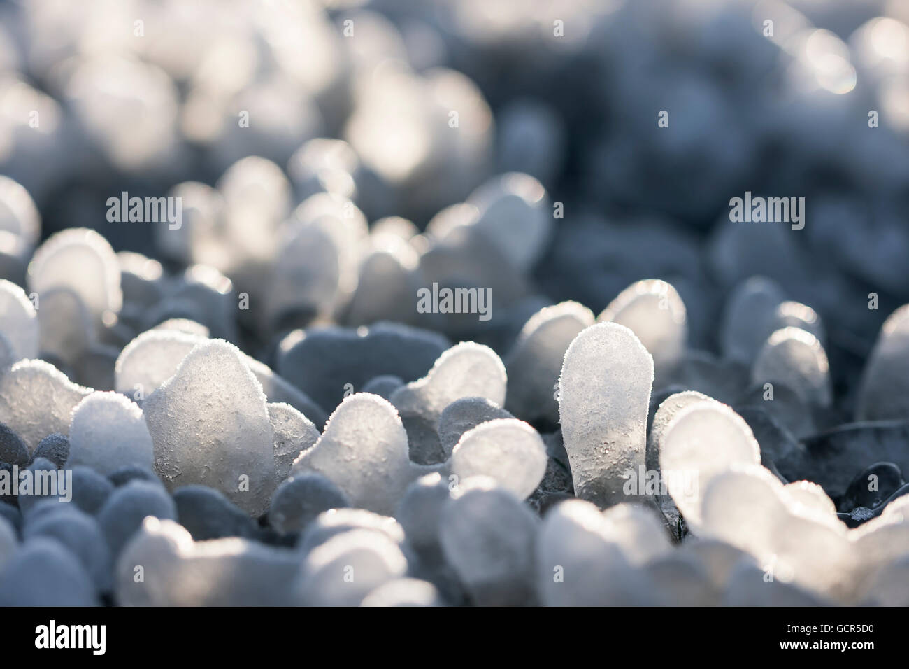 Little round icicles formed around grass leaves on the ground Stock ...