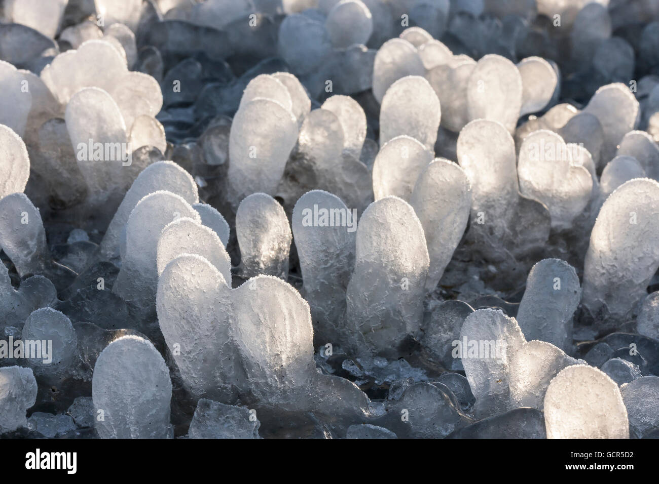 Little round icicles formed around grass leaves on the ground Stock ...