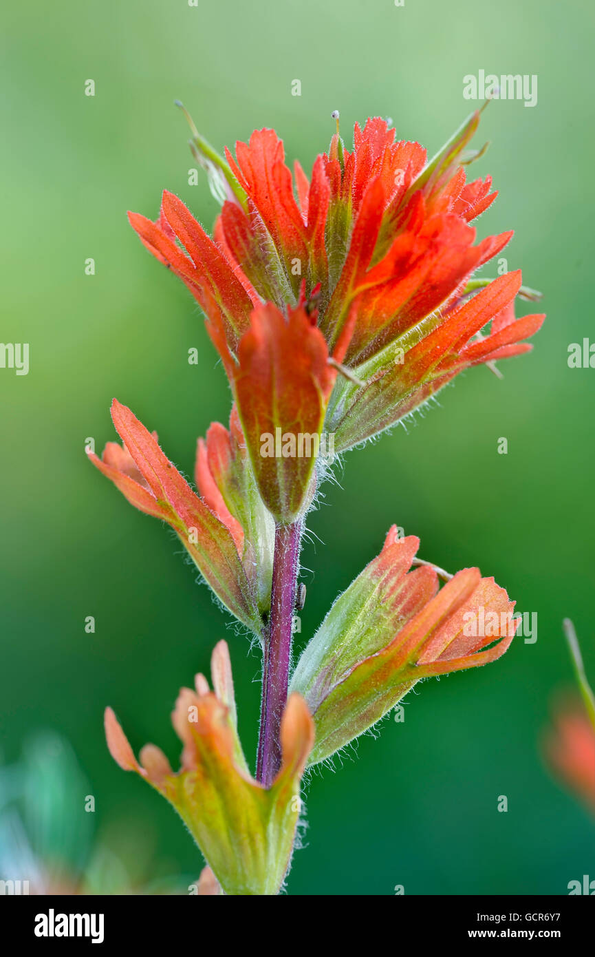 Red indian paintbrush hi-res stock photography and images - Alamy