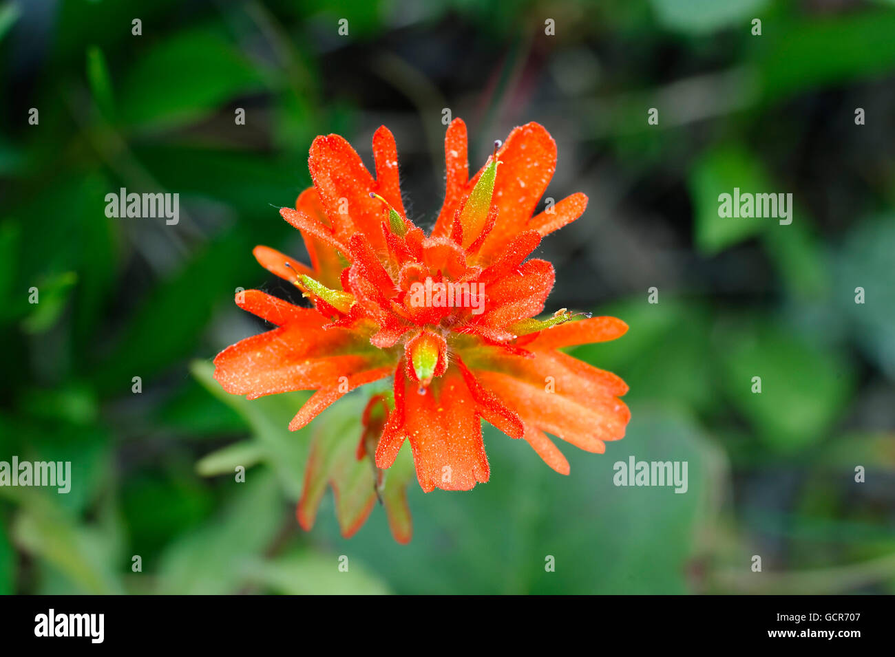 Indian paintbrush flower hi-res stock photography and images - Alamy