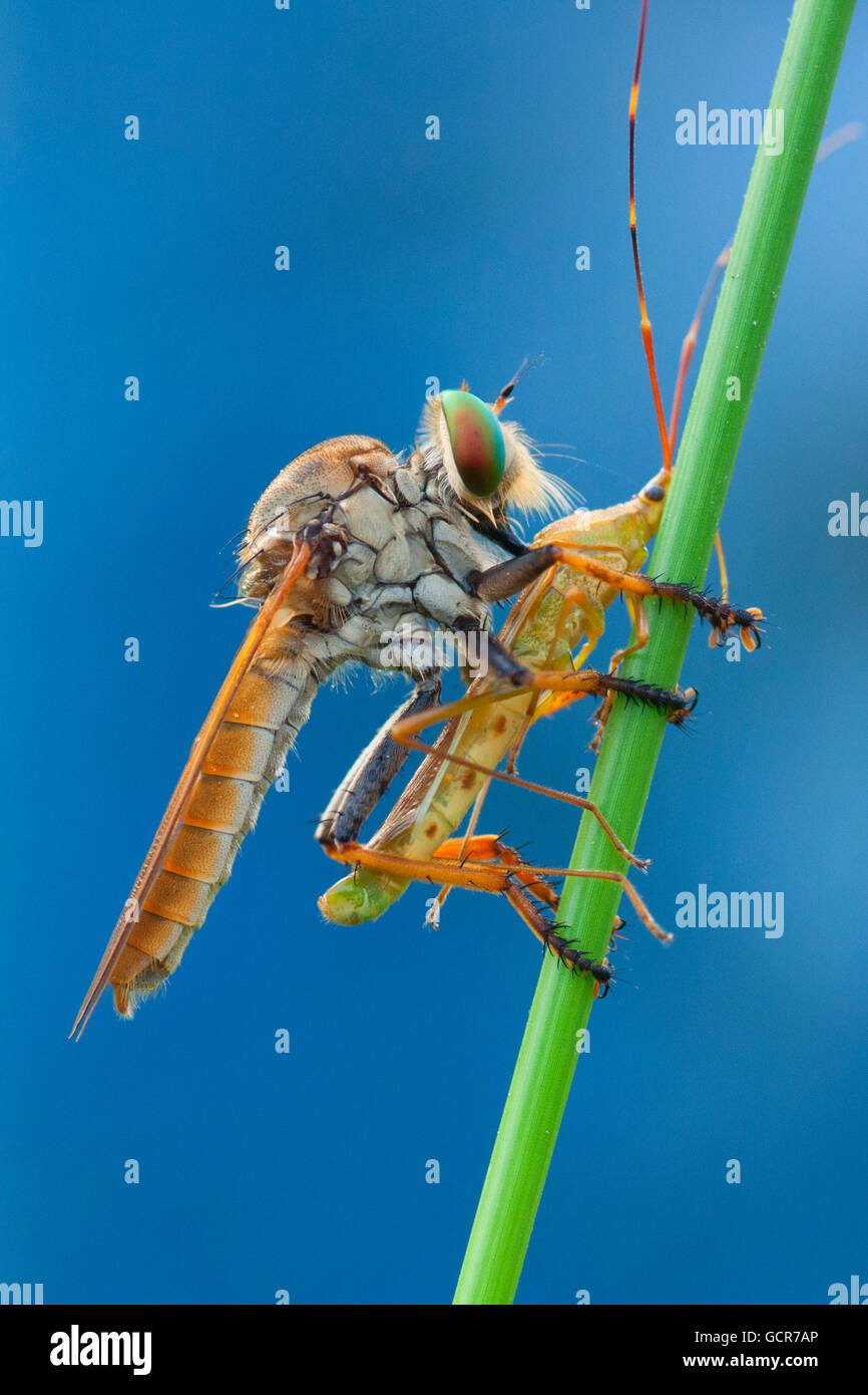 Garden robber fly hi-res stock photography and images - Alamy