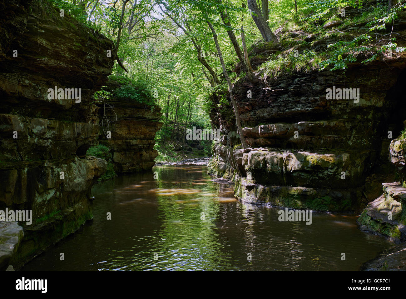 A stream in the woods Stock Photo - Alamy