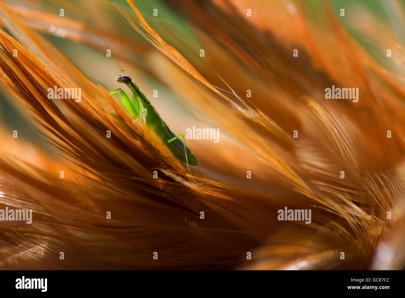 Species of praying mantis hi-res stock photography and images - Alamy