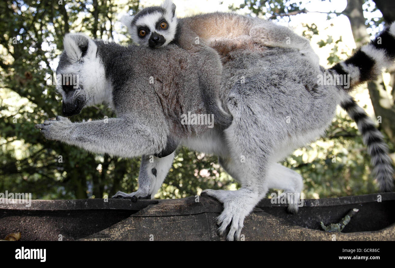 Baby mandrills hi-res stock photography and images - Alamy