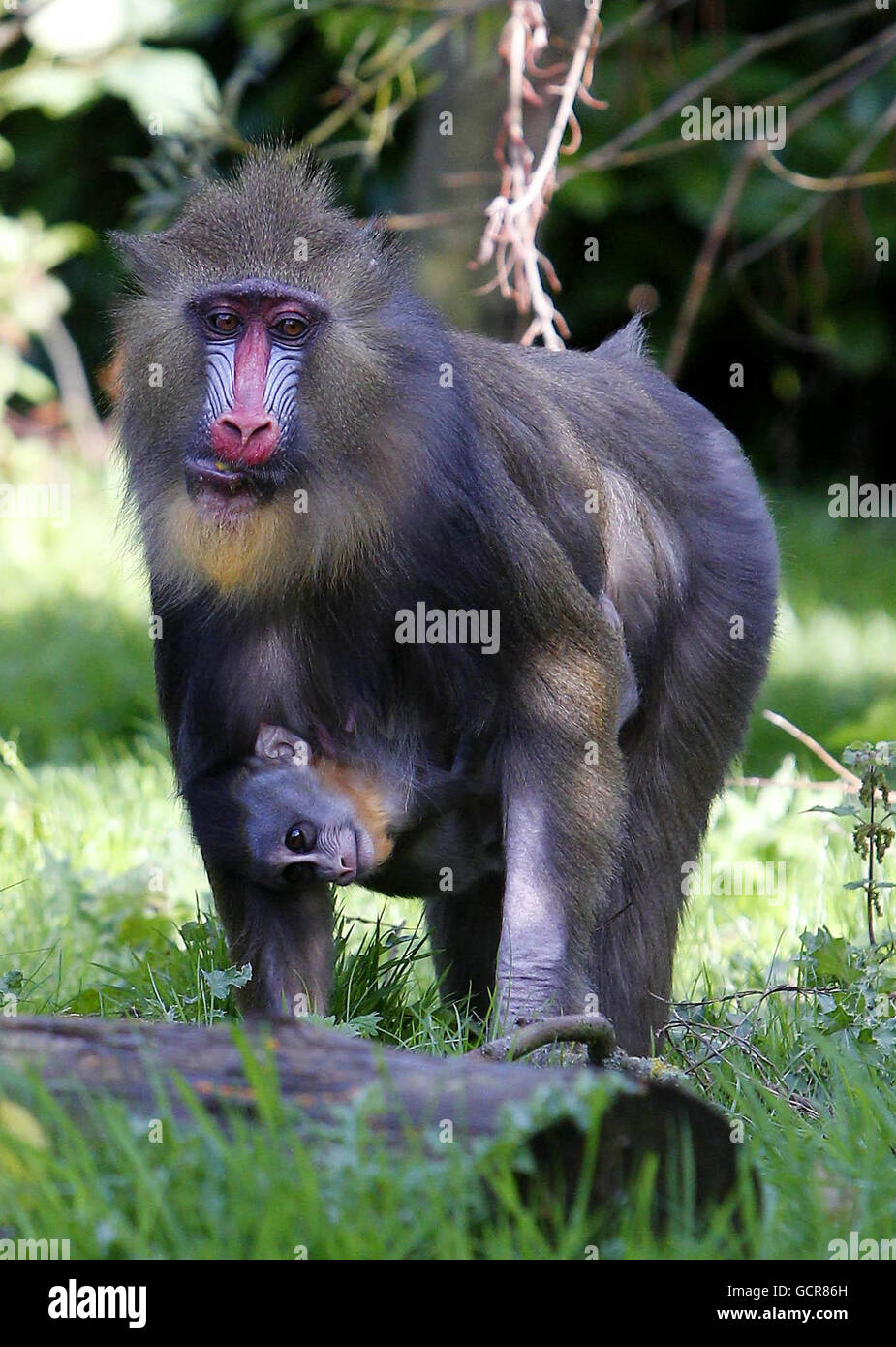 Baby mandrills hi-res stock photography and images - Alamy