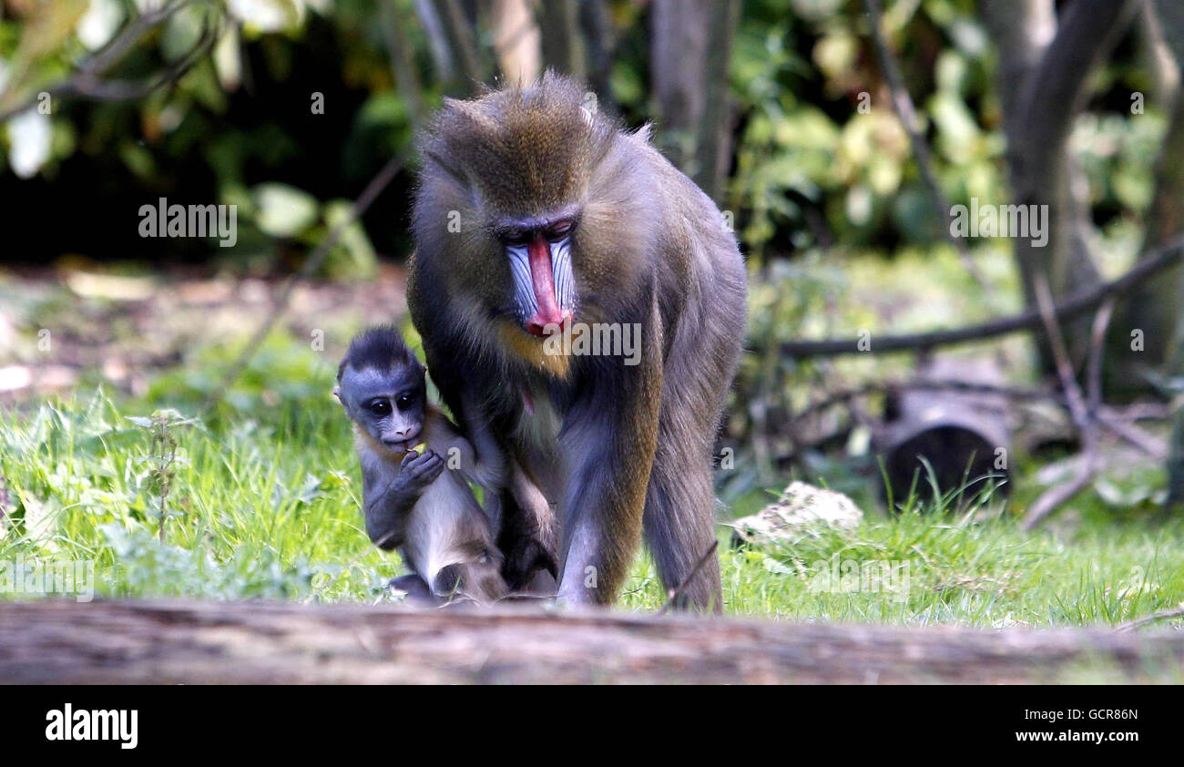 Baby Mandrills. One of the four baby Mandarills born at Chester Zoo ...
