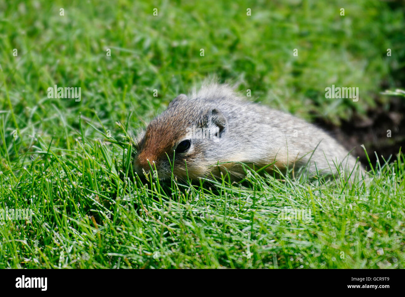Squirrel in banff national park hi-res stock photography and images - Alamy
