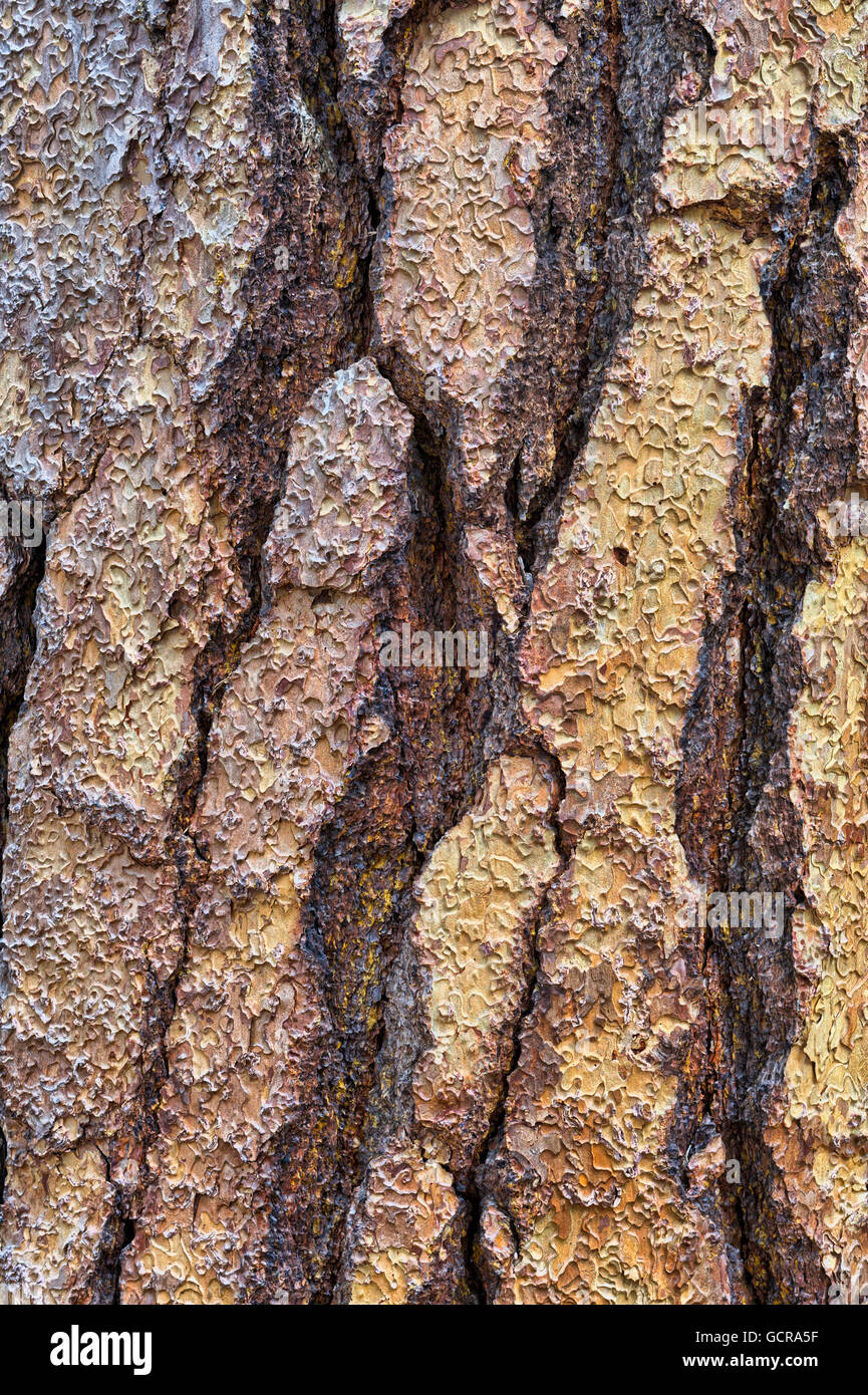 Patterns in tree bark hi-res stock photography and images - Alamy