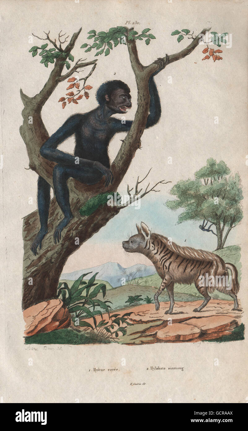 Old Hyena High Resolution Stock Photography and Images - Alamy