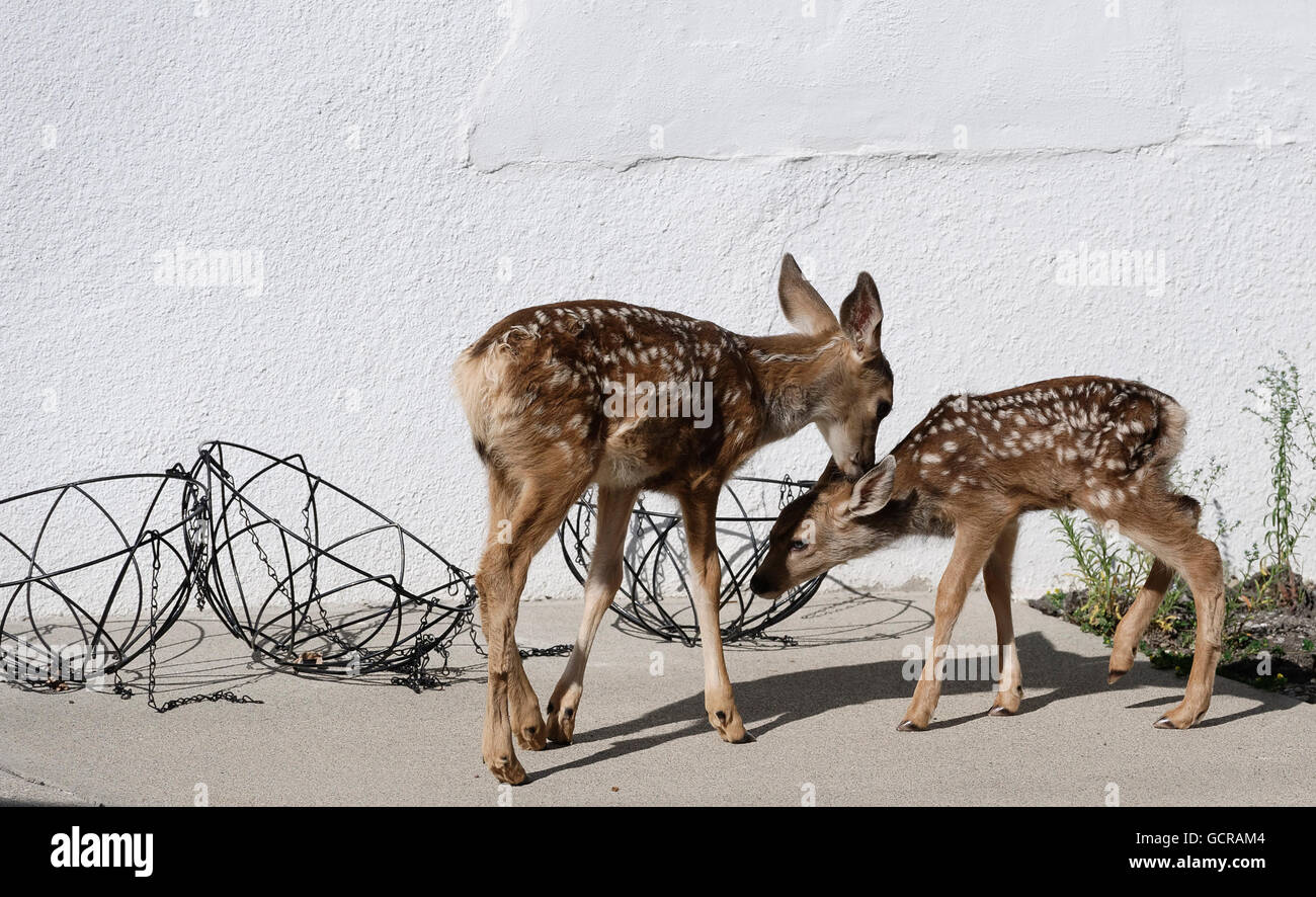 Two young deer in front of a house, Glacier National Park, Wyoming ...