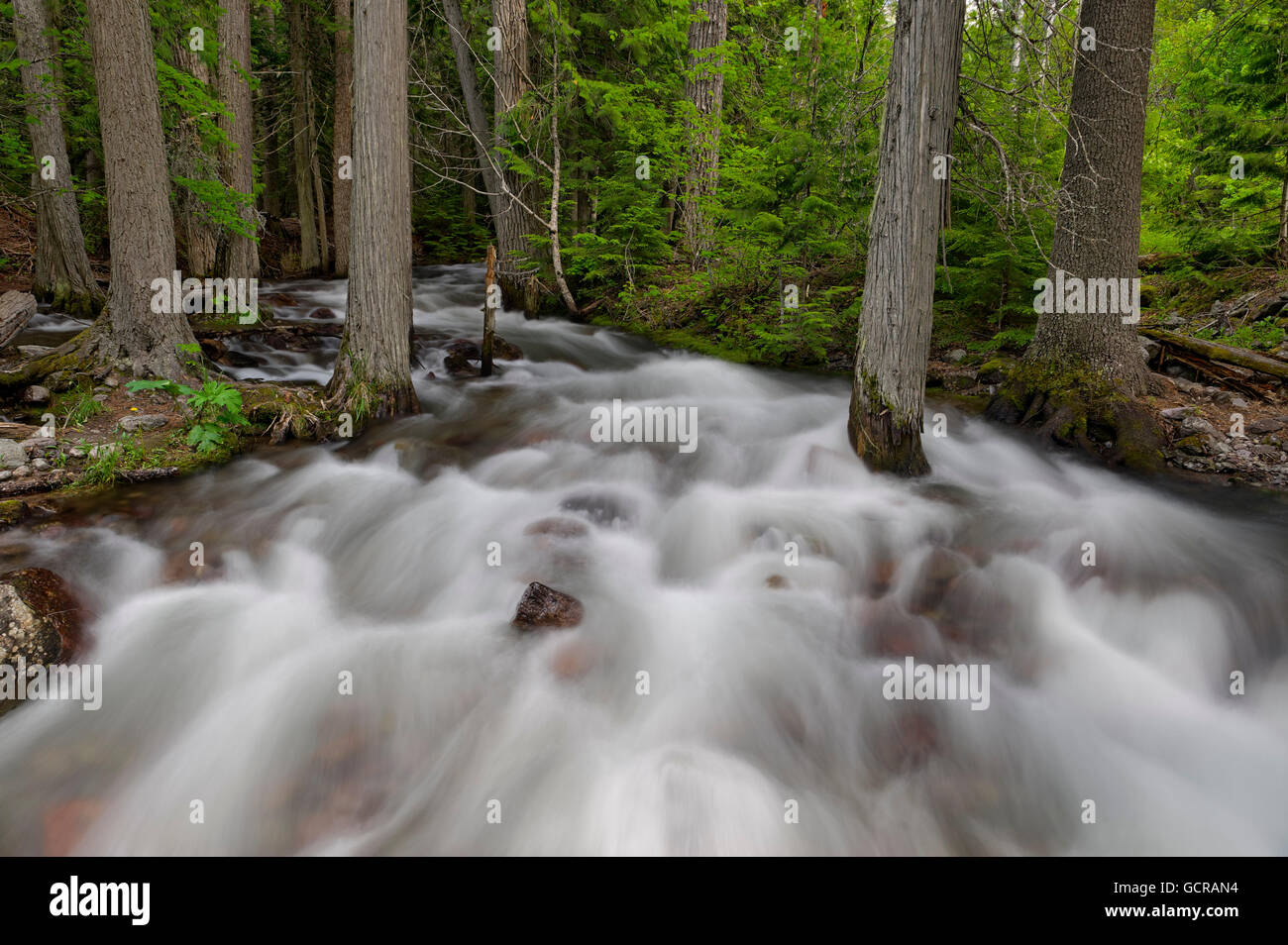 Stream running through the forest Stock Photo - Alamy