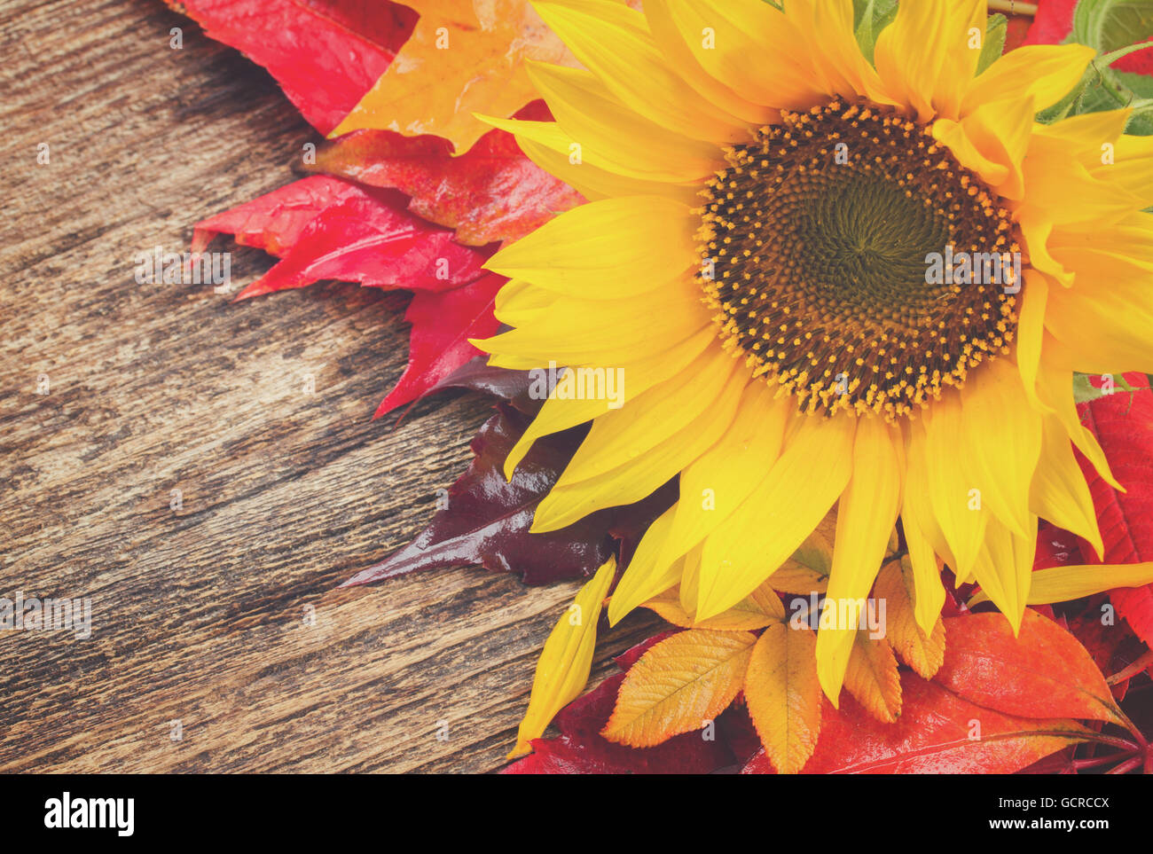 fall sunflower and leaves Stock Photo - Alamy