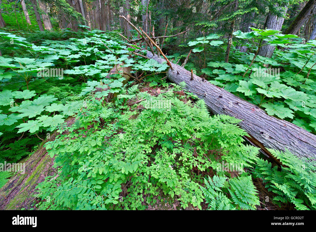 Lush green cold rain forest in Mount Revelstoke National Park, Canada ...