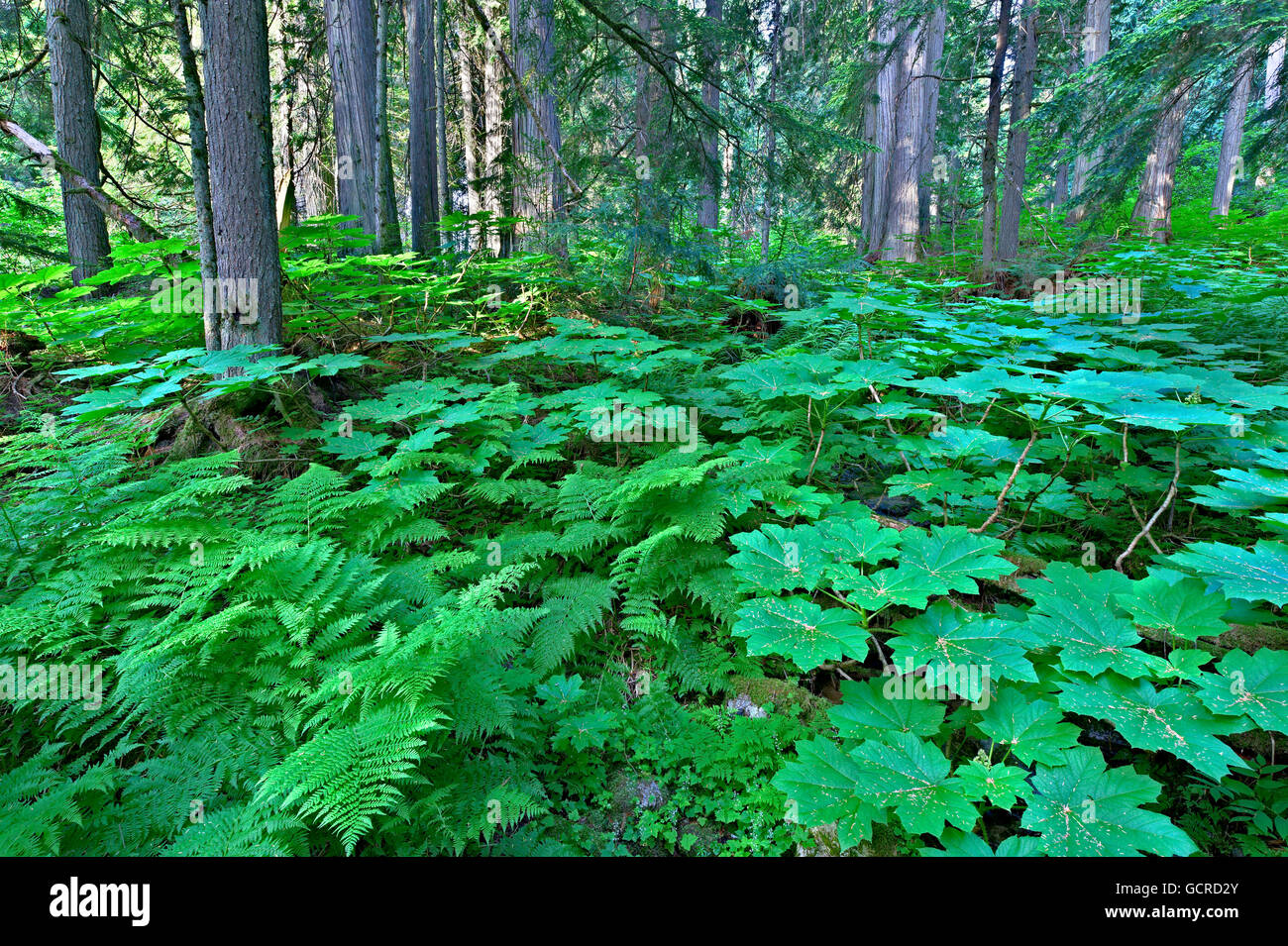 Revelstoke canada forest hi-res stock photography and images - Alamy