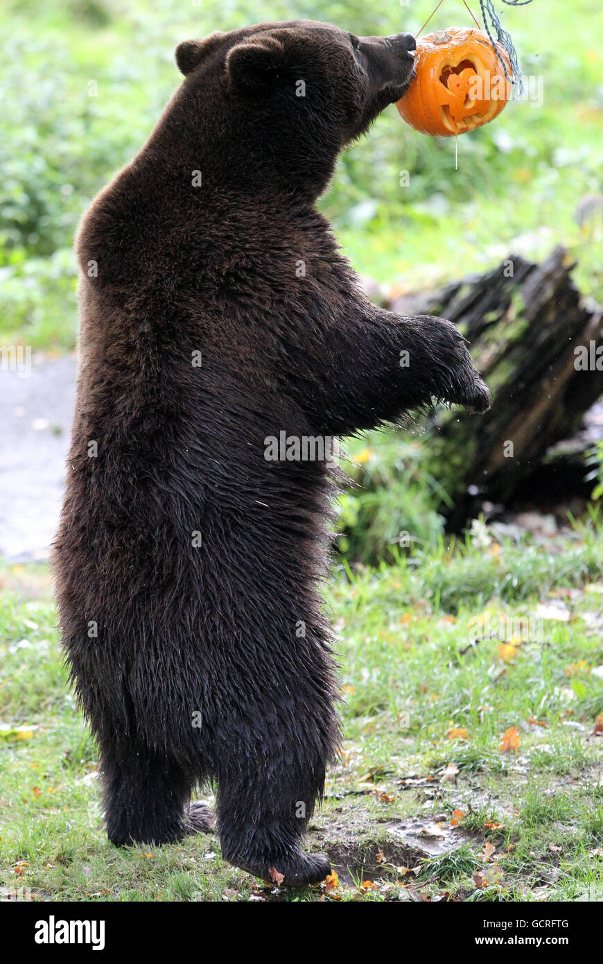 Bull the brown bear eyes up a pumpkin left in its enclosure by staff at ...