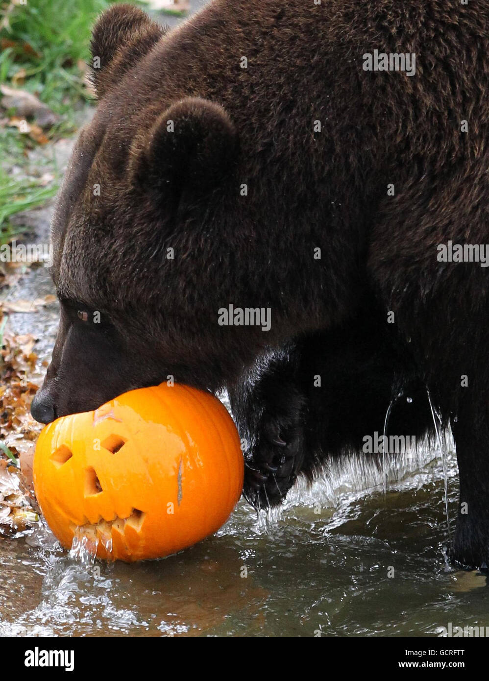 Bull the brown bear eyes up a pumpkin in its enclosure by staff at ...