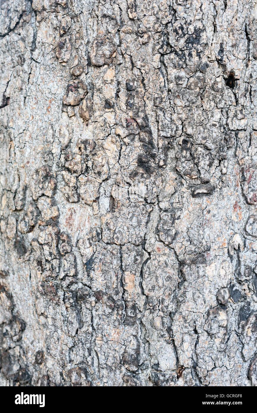 closeup and detail a bark background or backdrop Stock Photo - Alamy