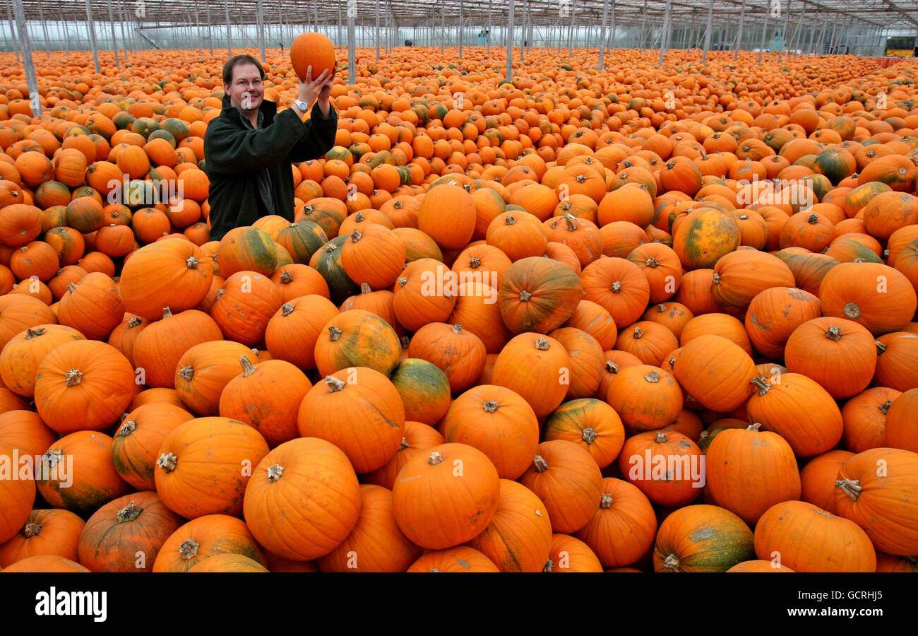 Pumpkin farmers prepare for Halloween. Farms manager Steve Whitworth ...