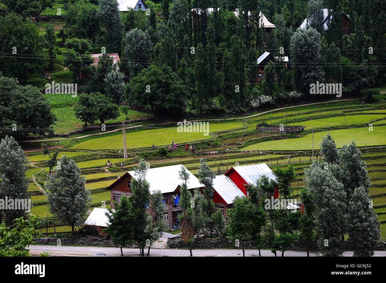 A village house with paddy farm in the background Stock Photo - Alamy