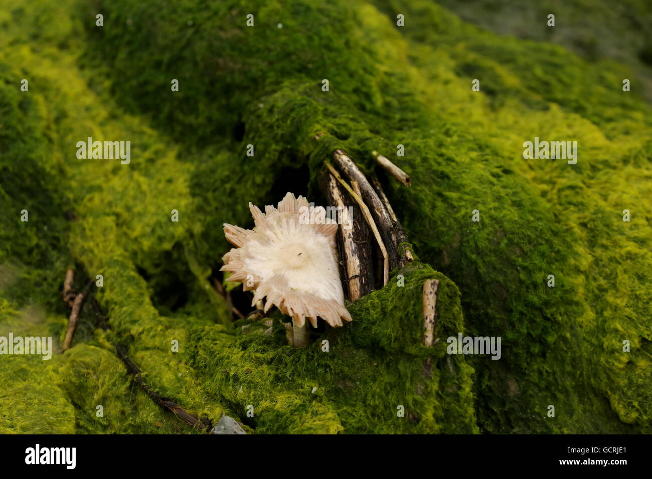 Mushroom breaking through algae covered decomposing woods Stock Photo ...