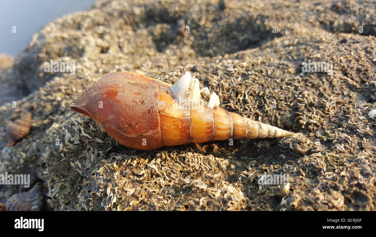 A shell laying on a coral rock Stock Photo - Alamy