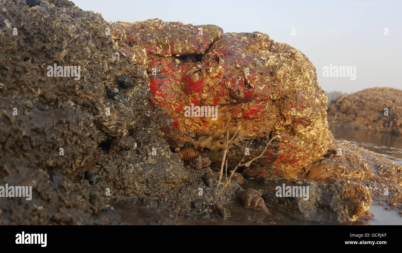 Coral rock hi-res stock photography and images - Alamy