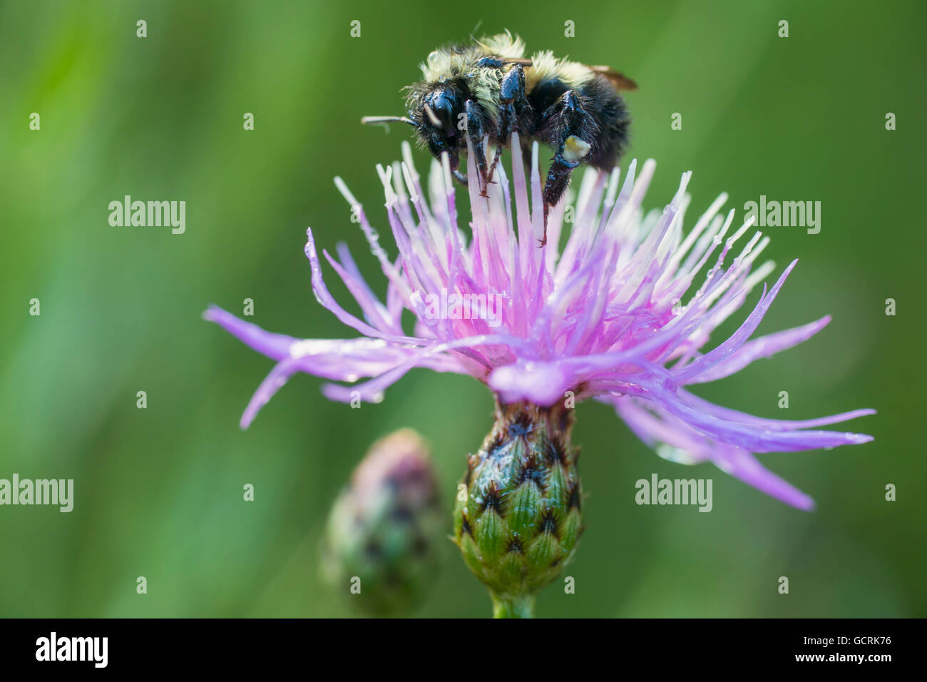 A bumble bee resting on a purple wildflower; Ontario, Canada Stock ...