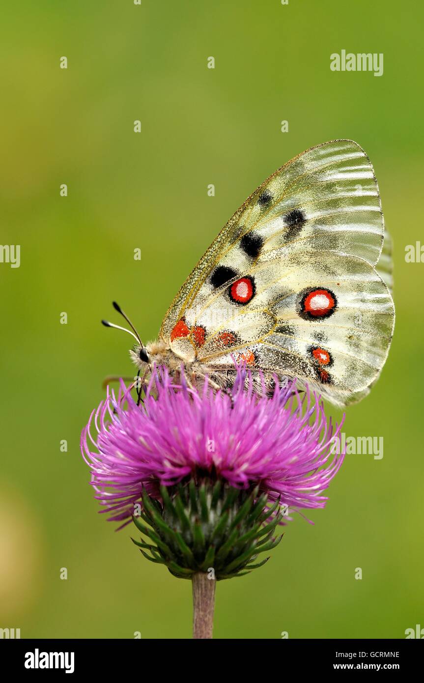 Apollo parnassius apollo hi-res stock photography and images - Alamy