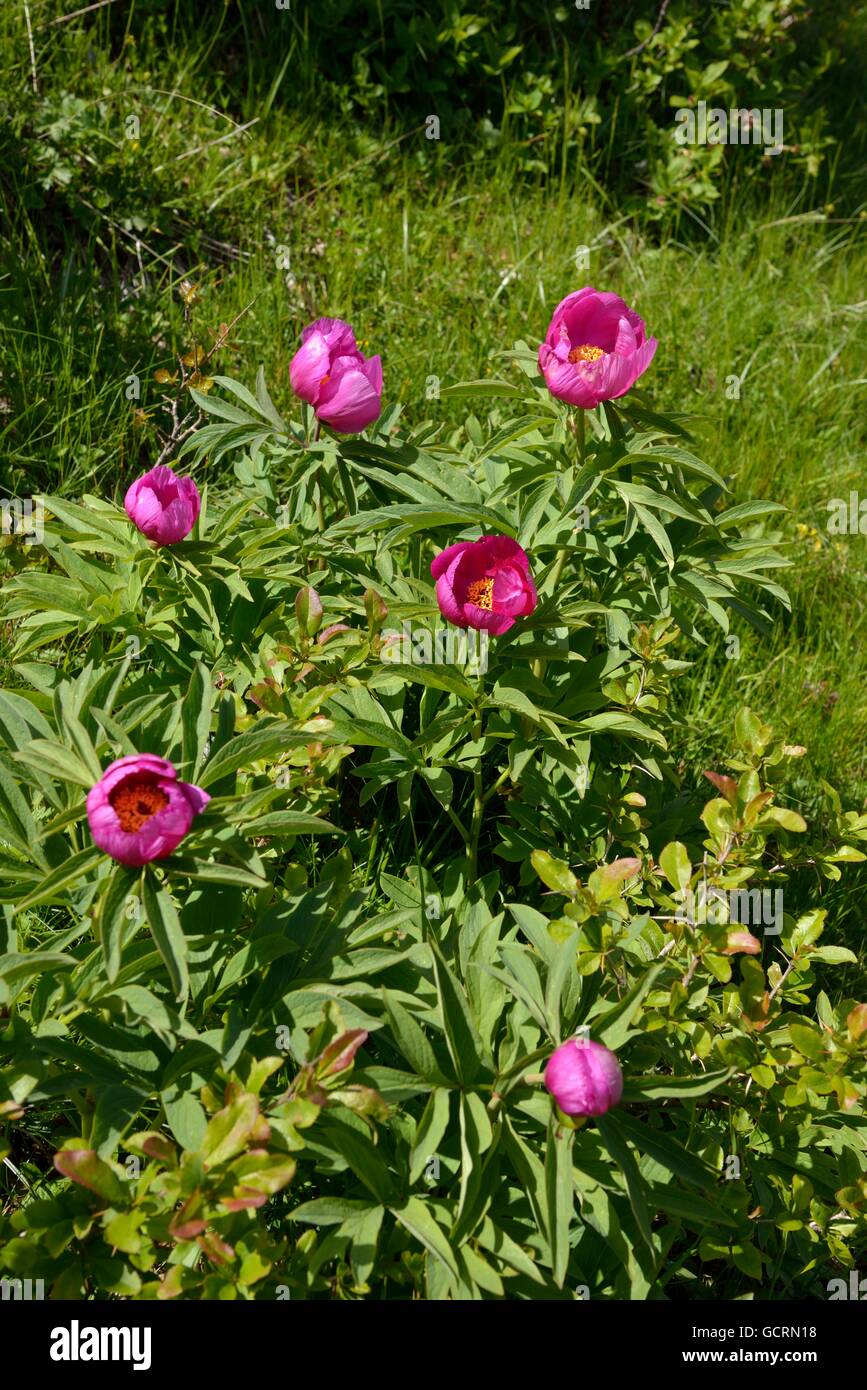 Common Peony (Paeonia officinalis), Monte Baldo, Lake Garda, Province ...