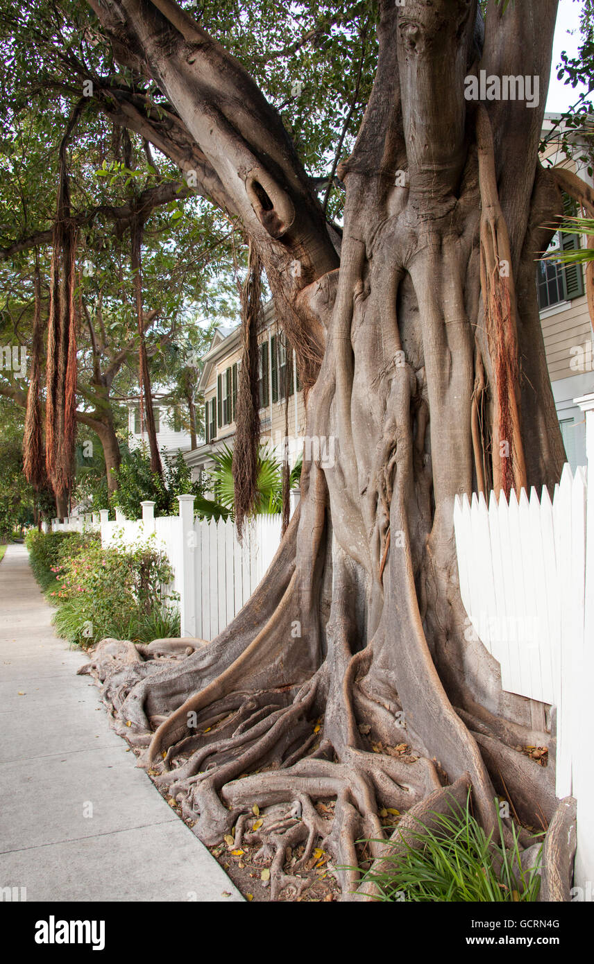 The tree that grew in the middle of the fence (Key West, Florida Stock ...