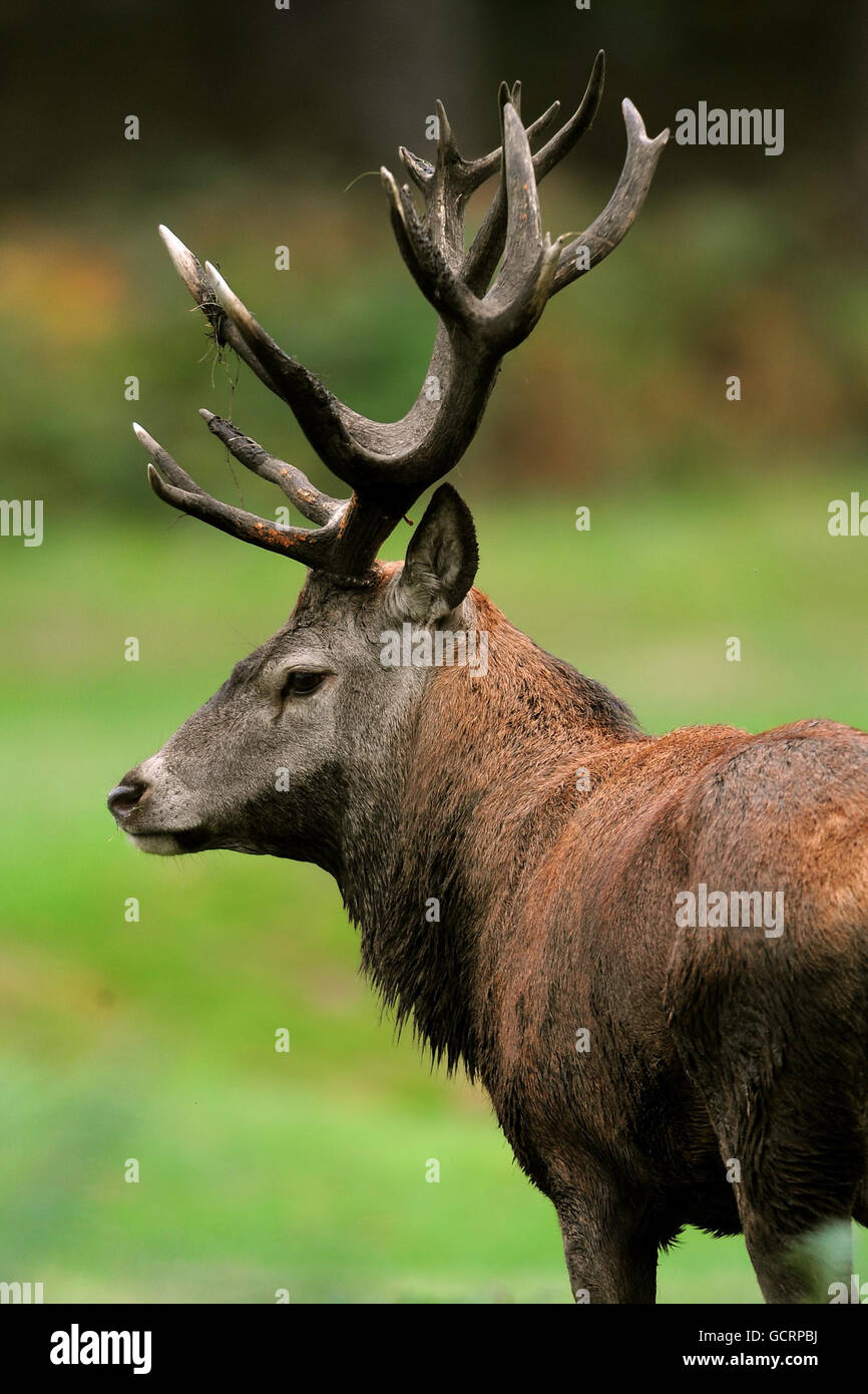 A stag on the fairway of the Wollaton Park Golf Club in Nottingham ...