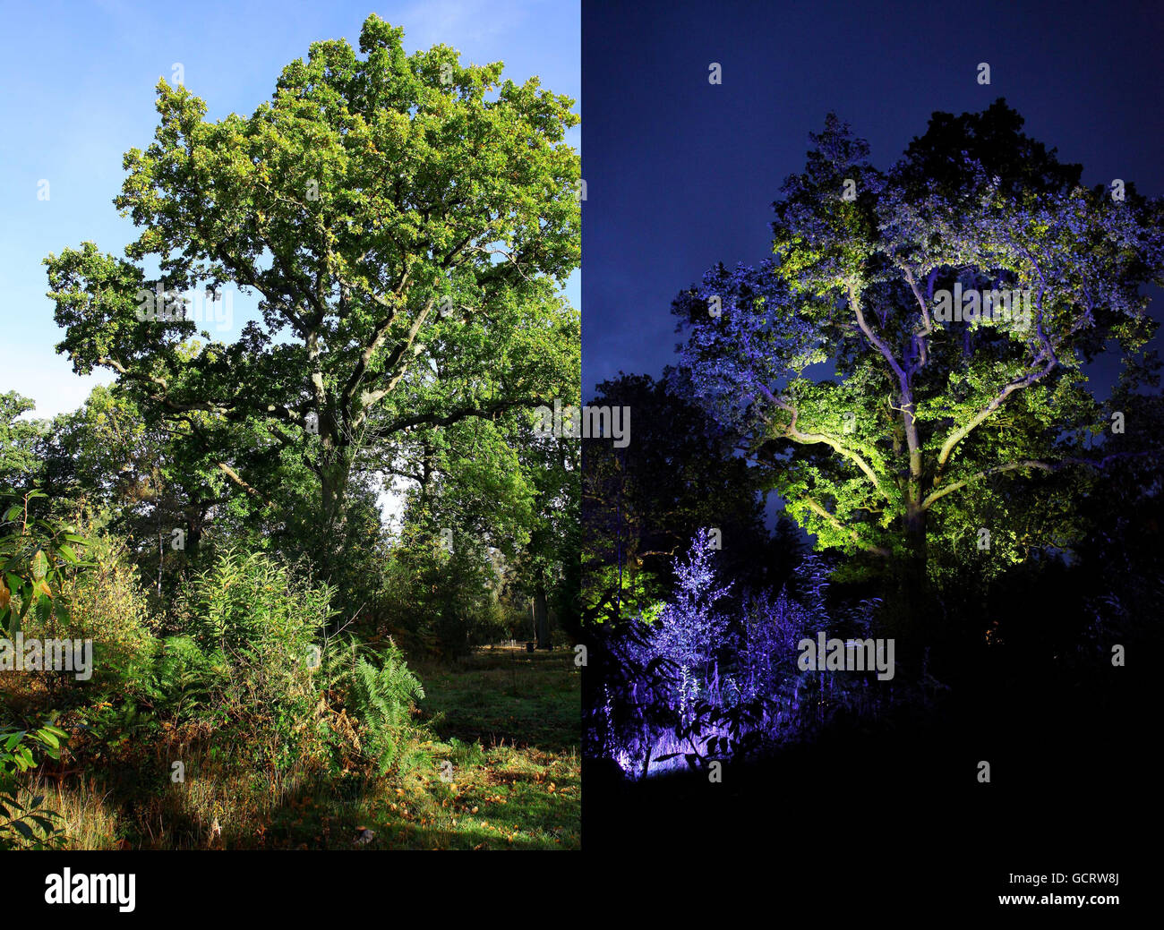 A composite image of part of the Electric Forest illuminated walk at ...