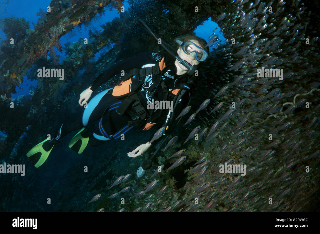 Female scuba diver inside the wreck of the SS Carnatic with a school of ...