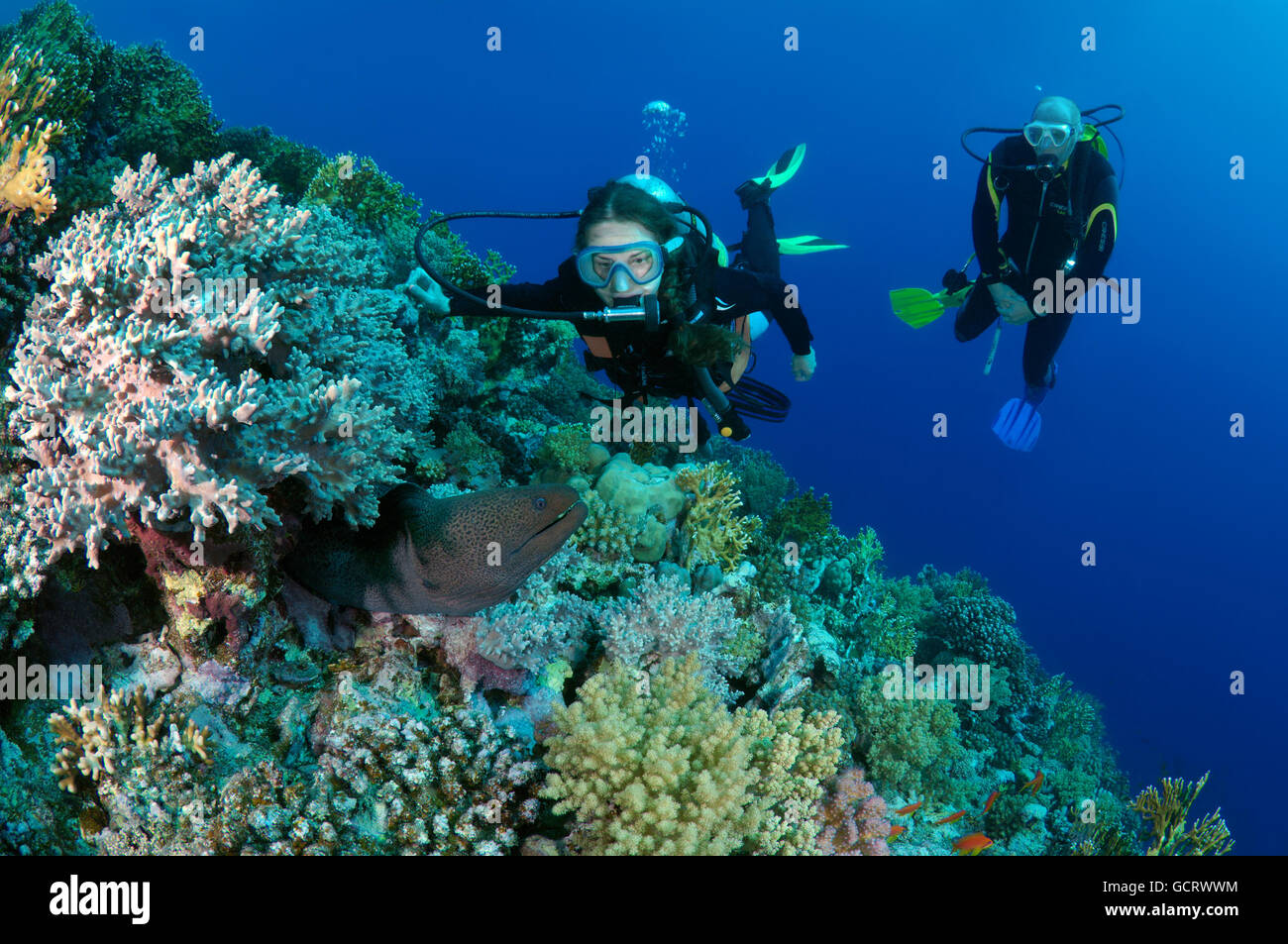 Two scuba diver at Giant moray (Gymnothorax javanicus), Shark Yolanda ...