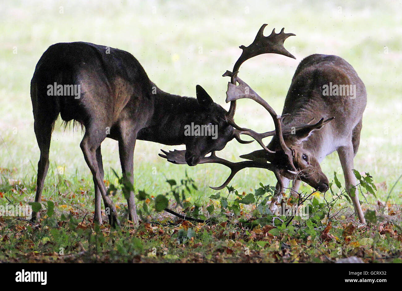 Deer in rut Stock Photo - Alamy