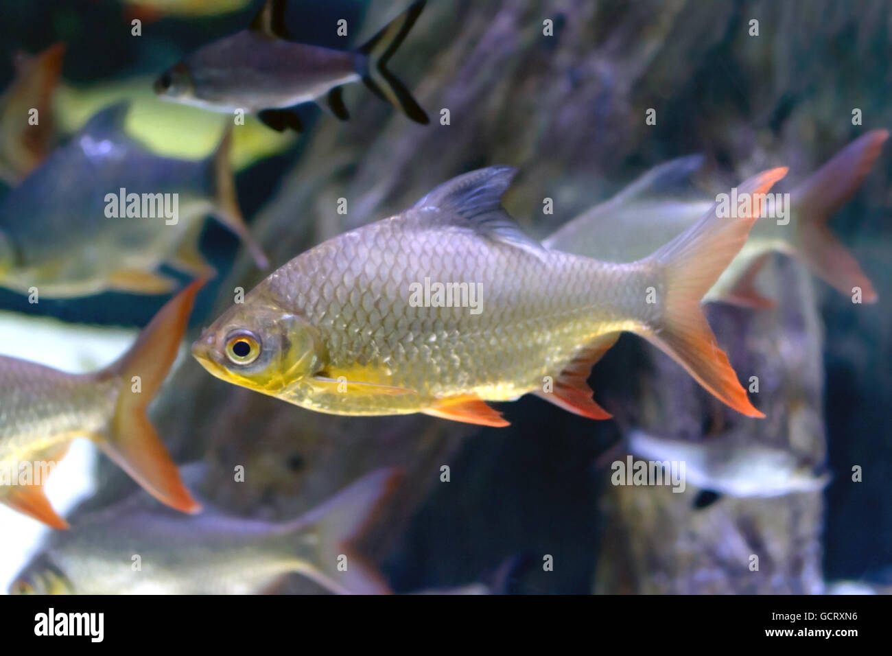 Underwater colors hi-res stock photography and images - Alamy