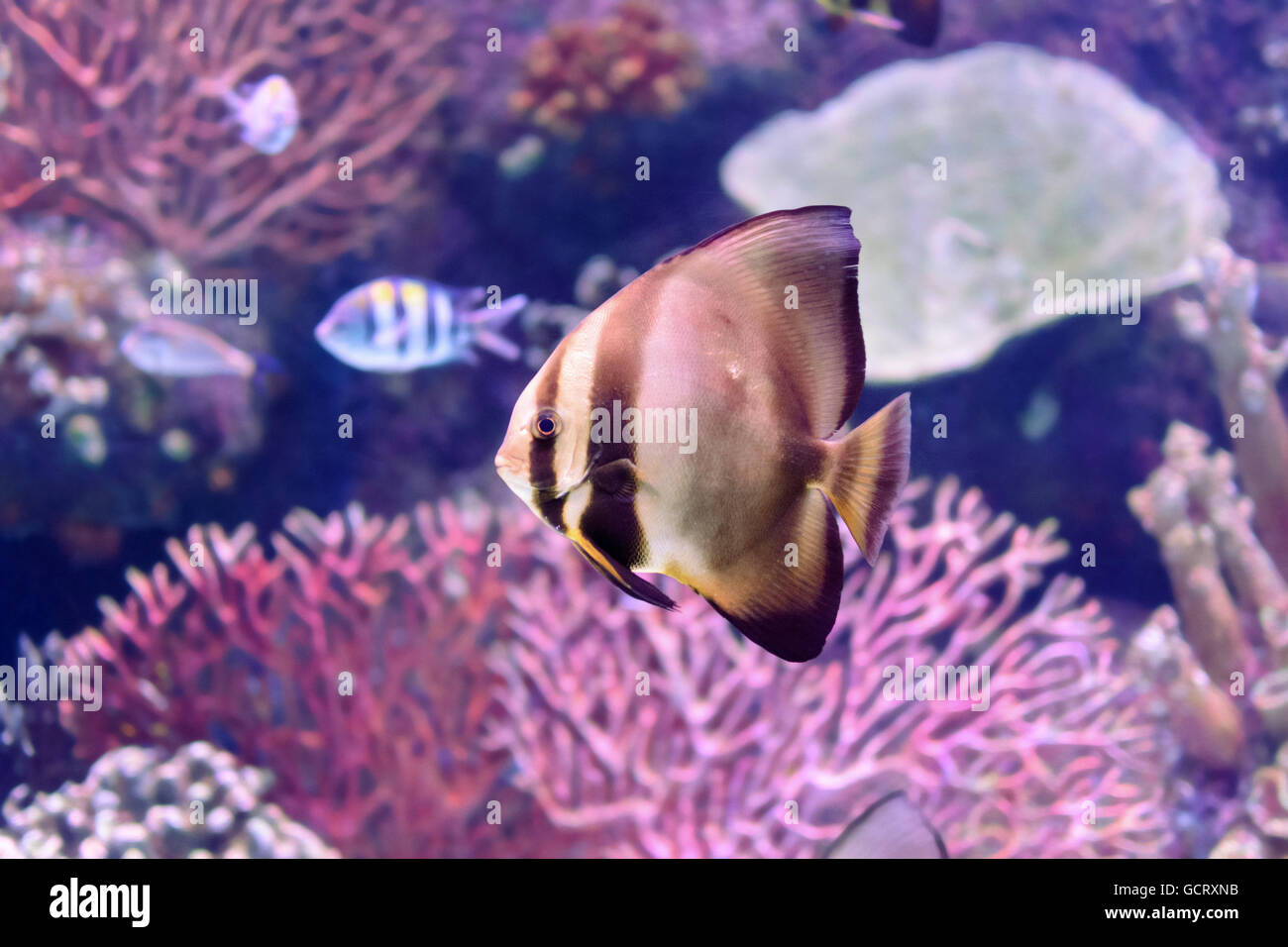exotic fish swimming underwater photo Stock Photo - Alamy