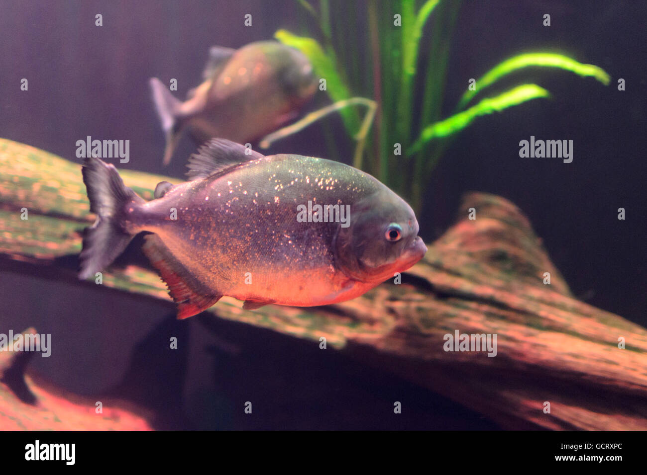 Piranha fish hi-res stock photography and images - Alamy